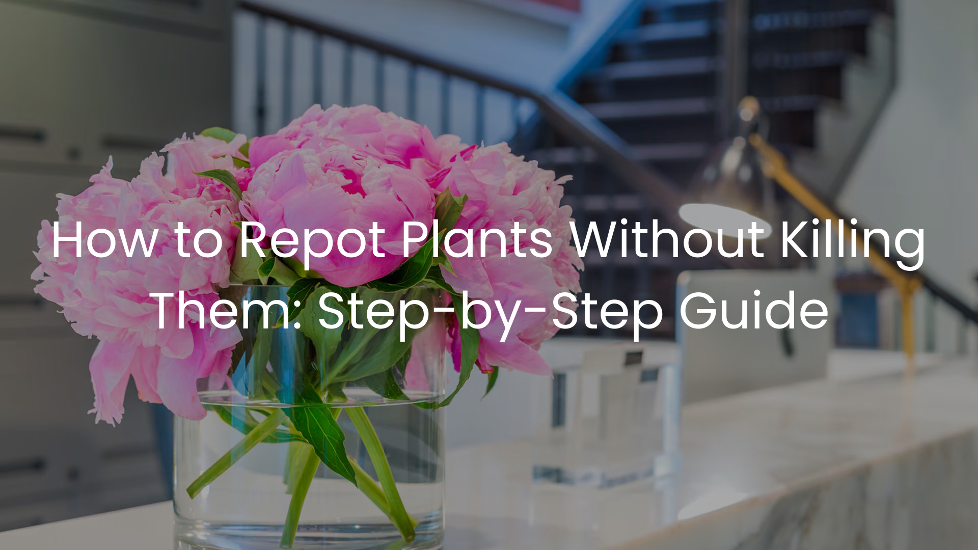 How to Repot Plants Without Killing Them: Step-by-Step Guide – Ottawa ...