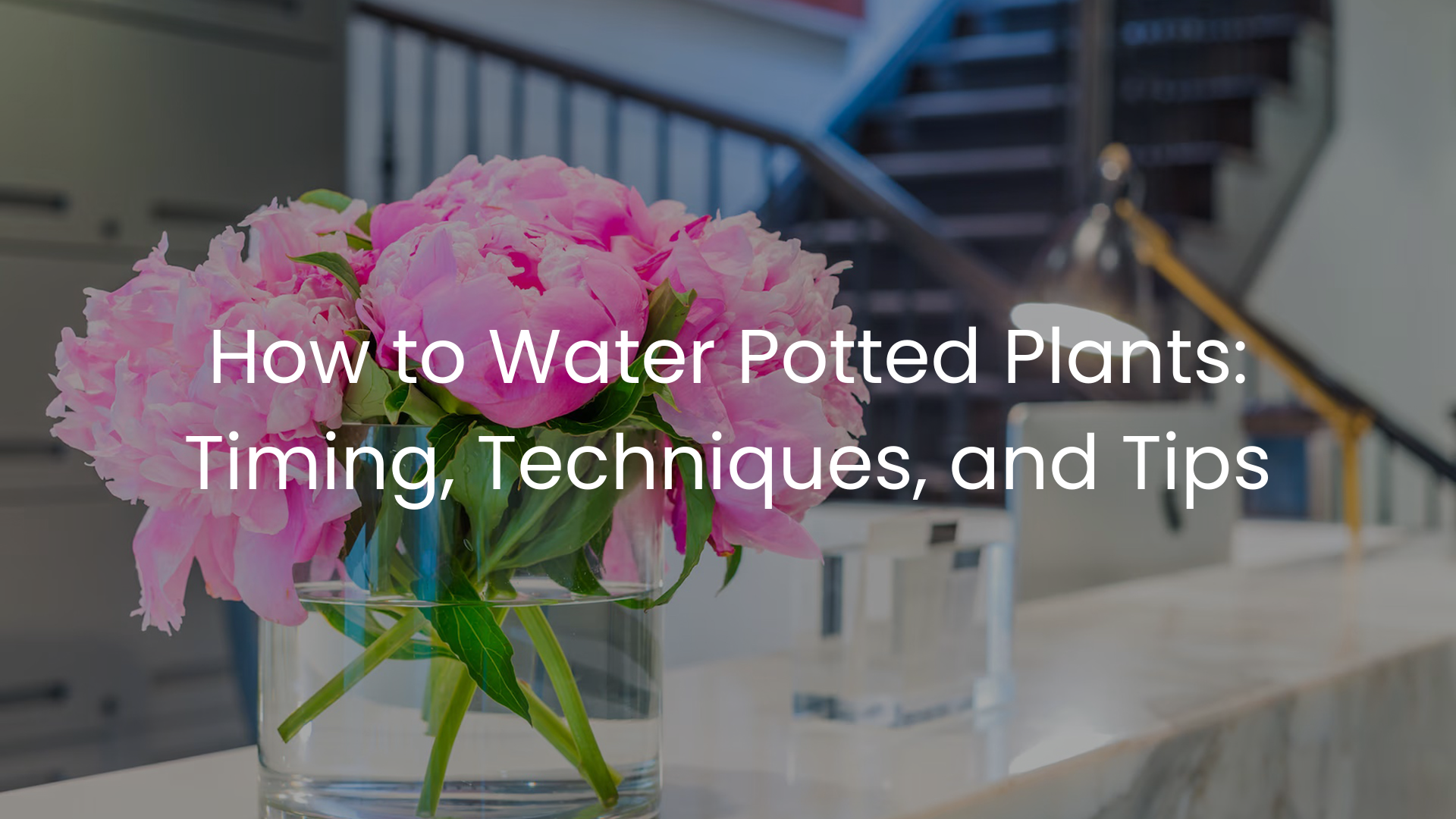 How to Water Potted Plants: Timing, Techniques, and Tips – Ottawa ...
