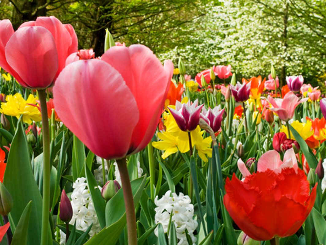 Spring Flowers: A Guide to Blooming in Ottawa – Ottawa Flowers Inc.