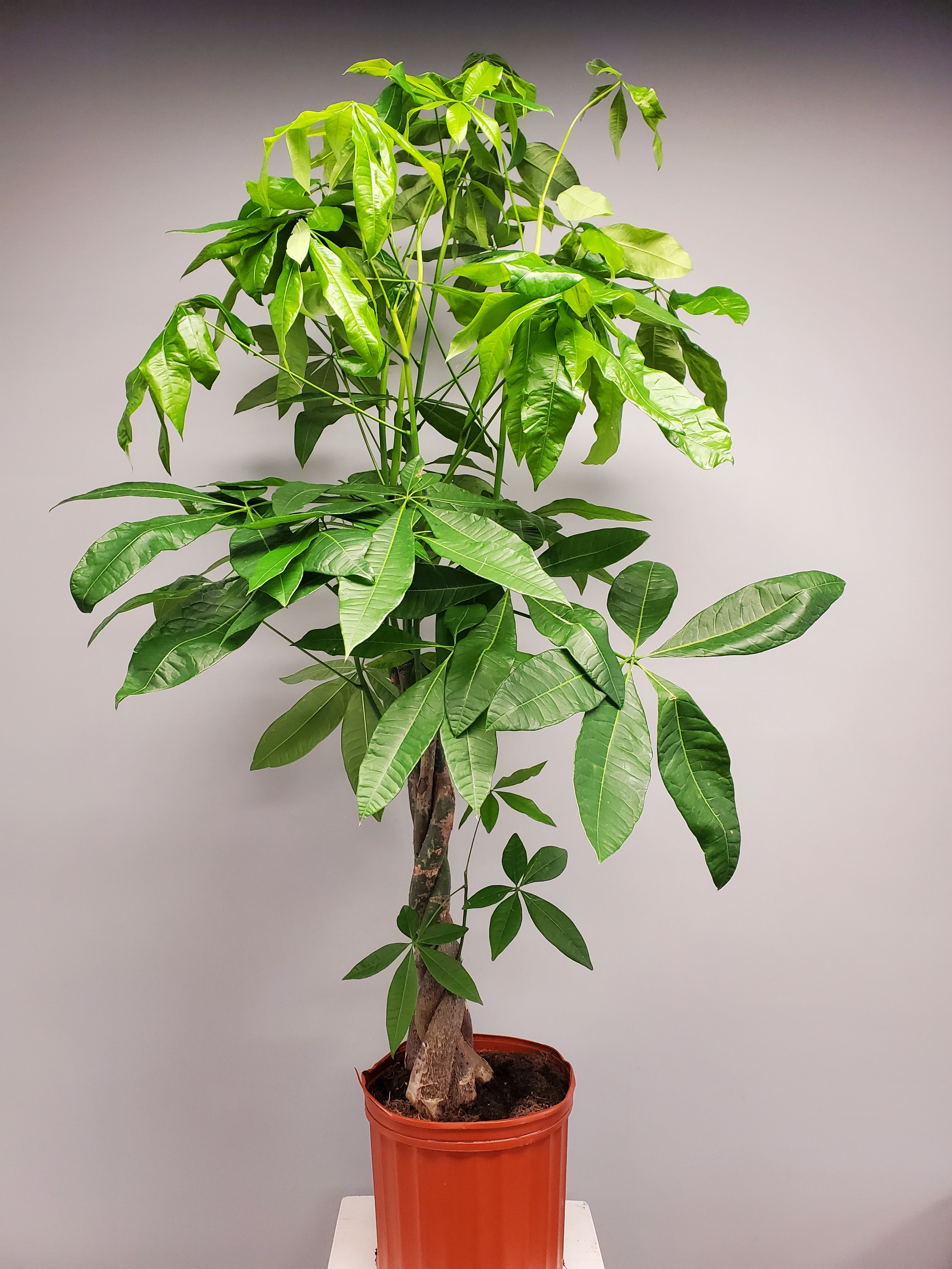 Pachira Aquatica - Money Tree – Ottawa Flowers Inc.