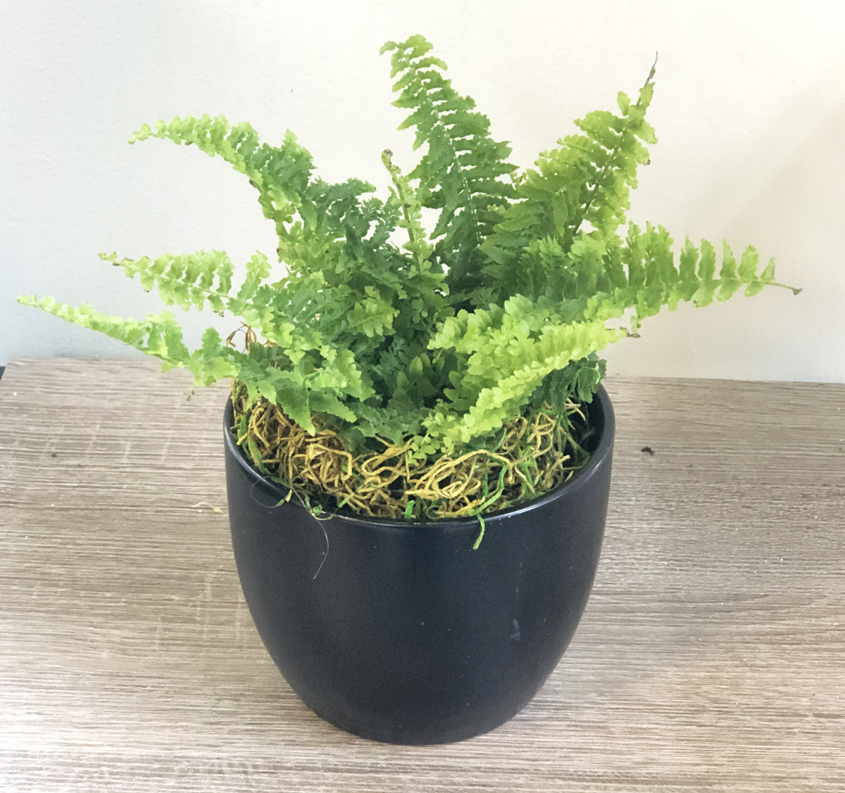 Small Boston Fern – Ottawa Flowers Inc.