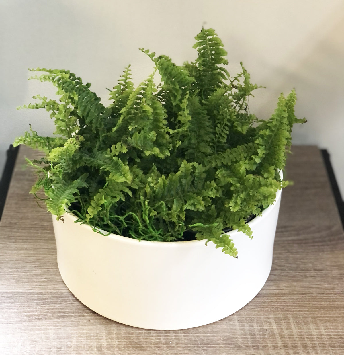 Trio of Ferns – Ottawa Flowers Inc.
