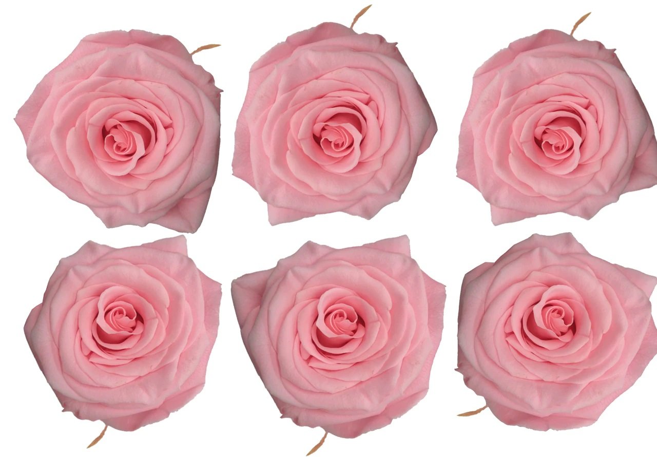 Light Pink Eternal Roses – Ottawa Flowers Inc.