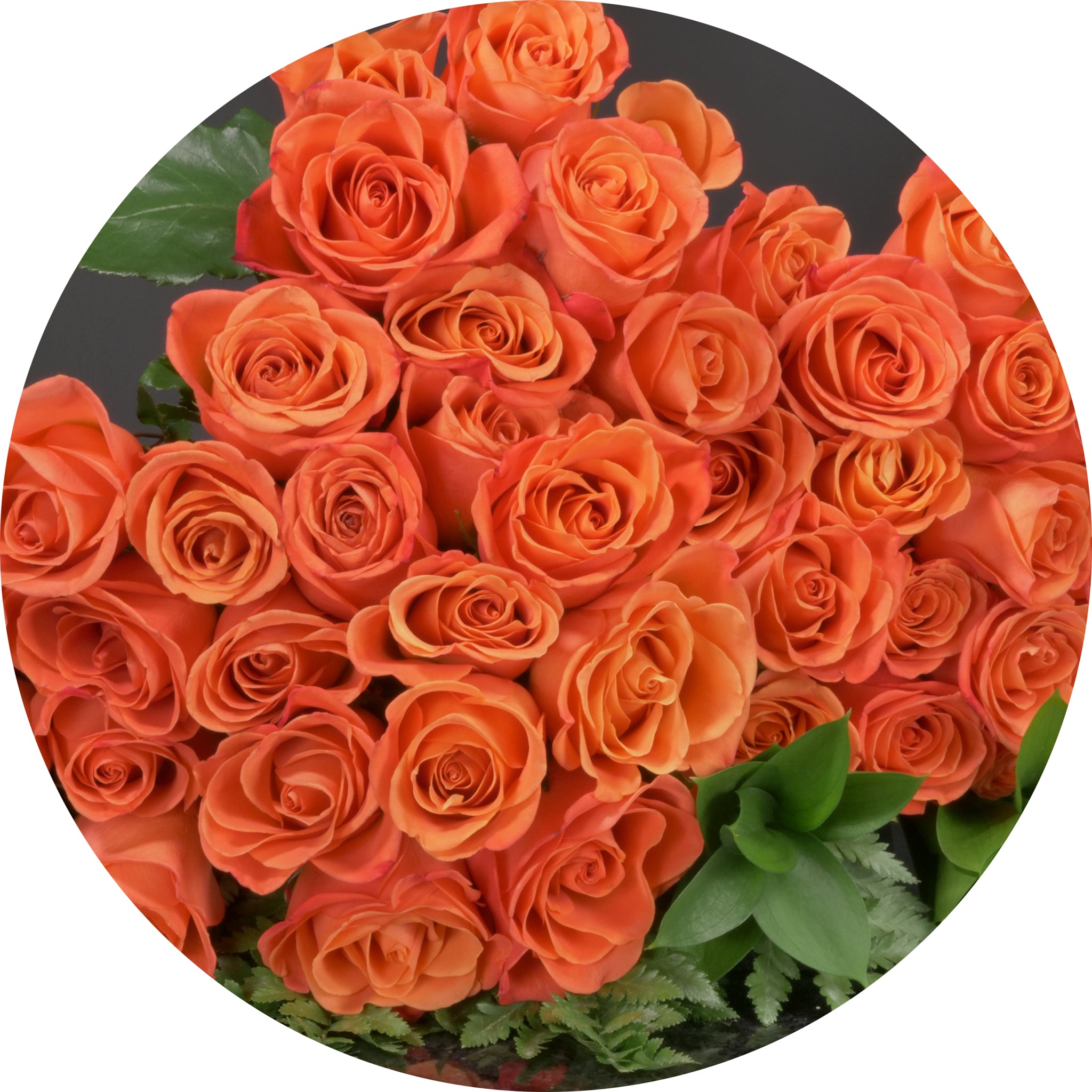 Orange Roses – Ottawa Flowers Inc.