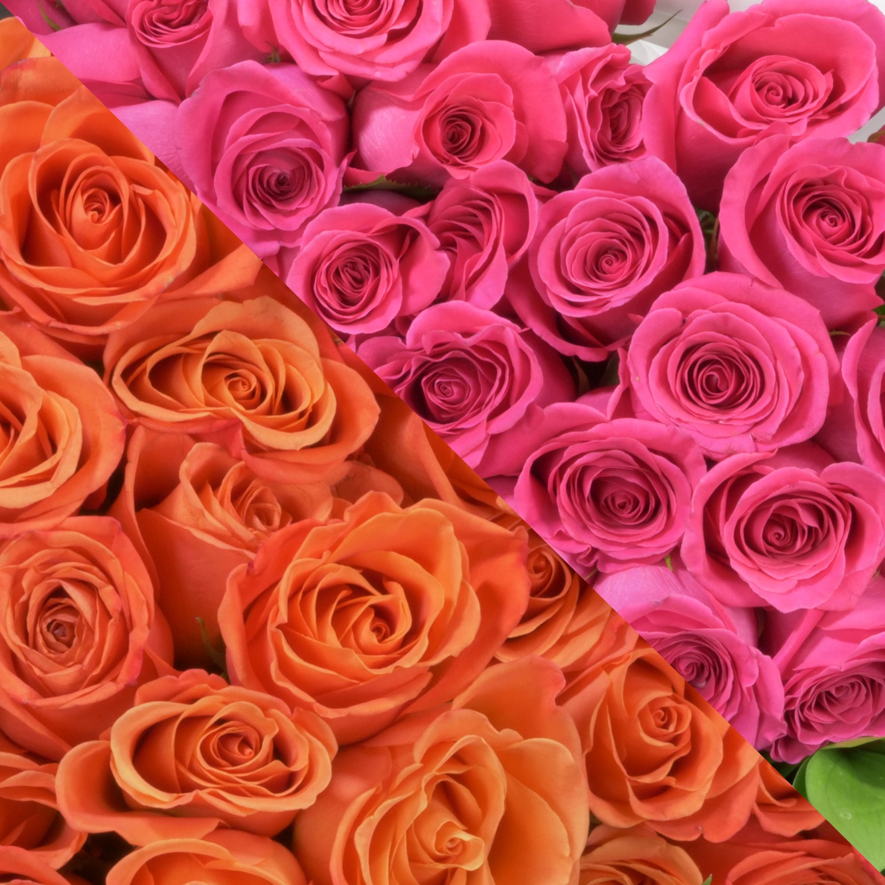 Orange & Hot Pink Roses – Ottawa Flowers Inc.