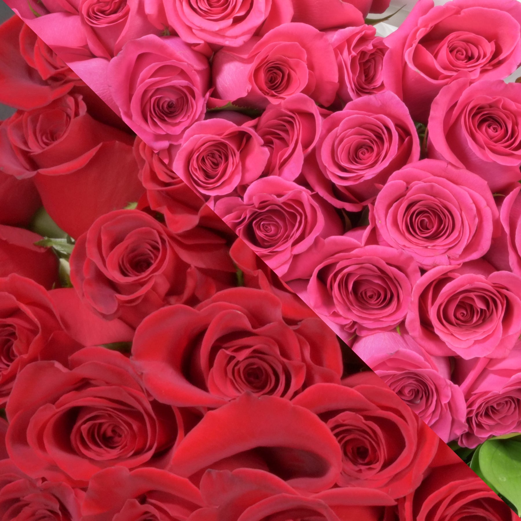 Red & Hot Pink Roses – Ottawa Flowers Inc.