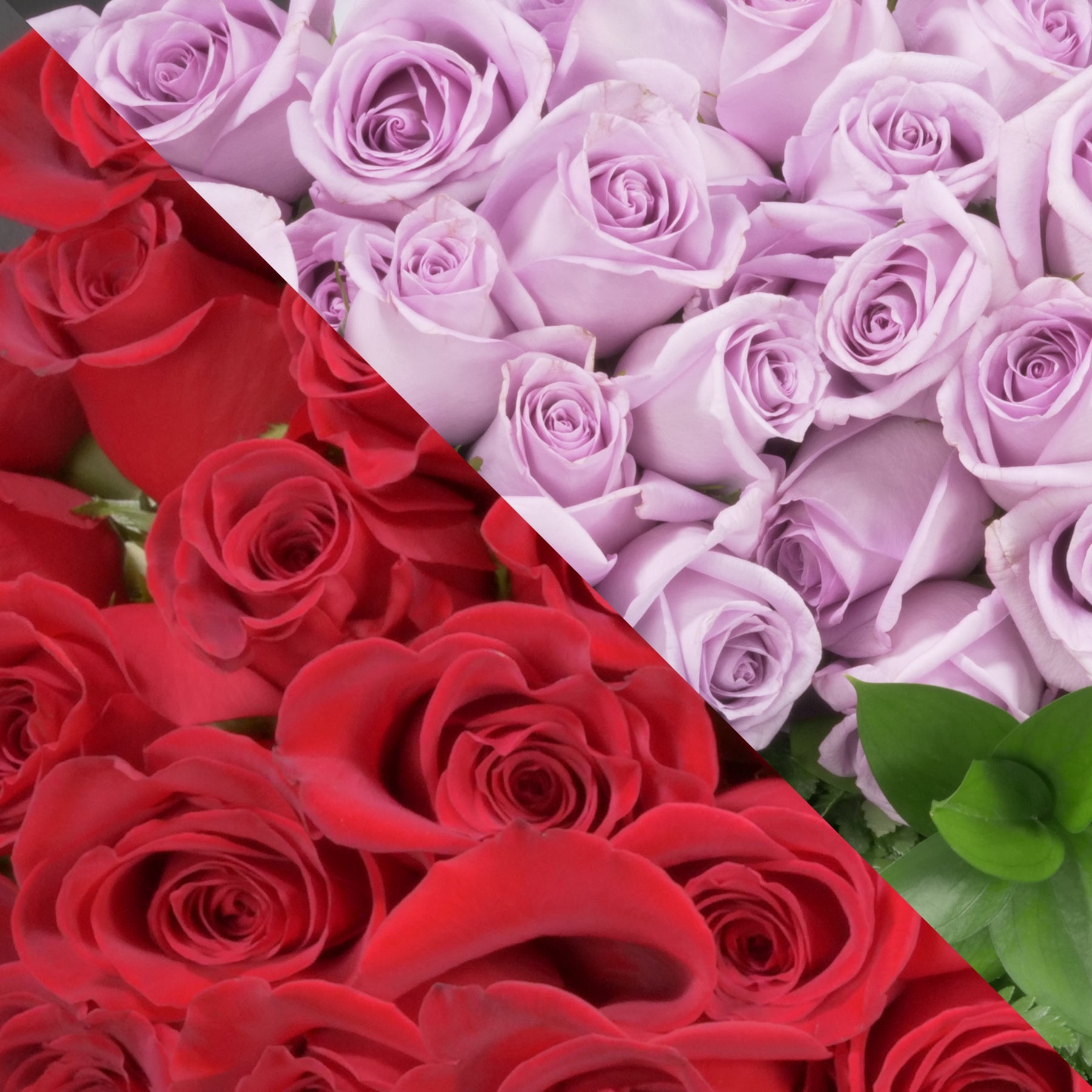 Red & Lavender Roses – Ottawa Flowers Inc.