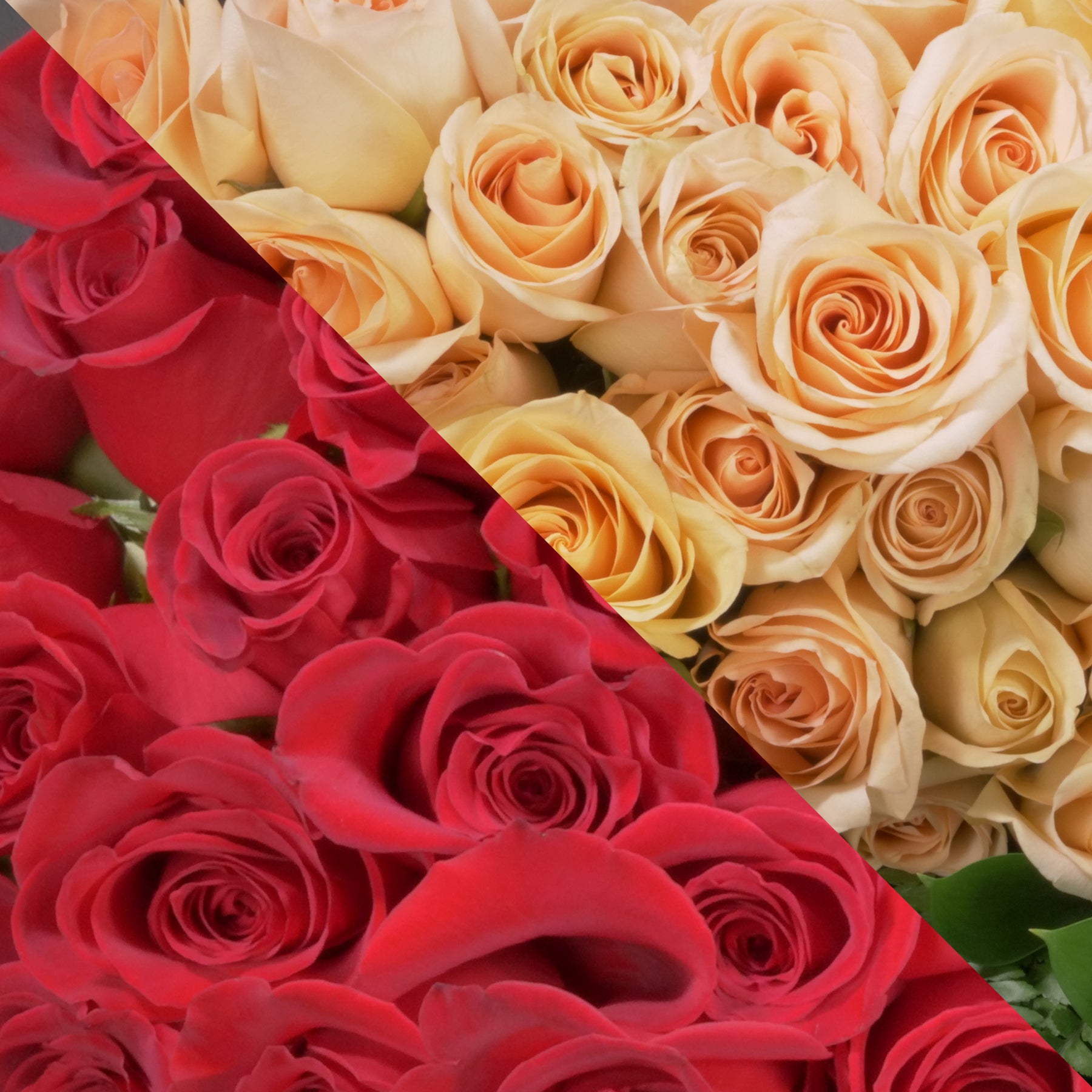 Red & Peach Roses – Ottawa Flowers Inc.