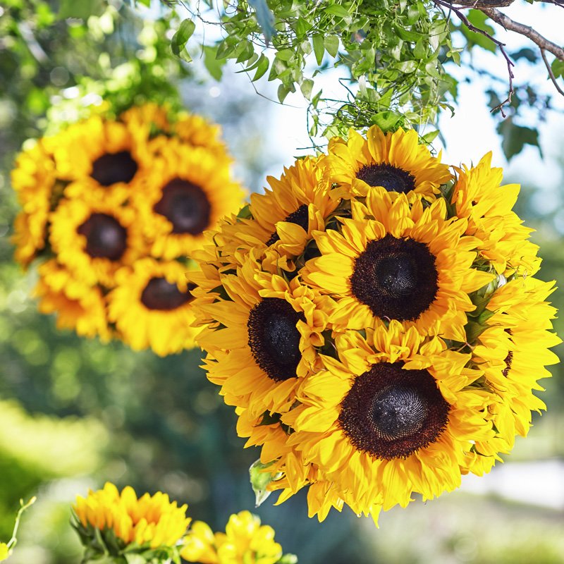 Sublime Garden Hanging Arrangement – Ottawa Flowers Inc.