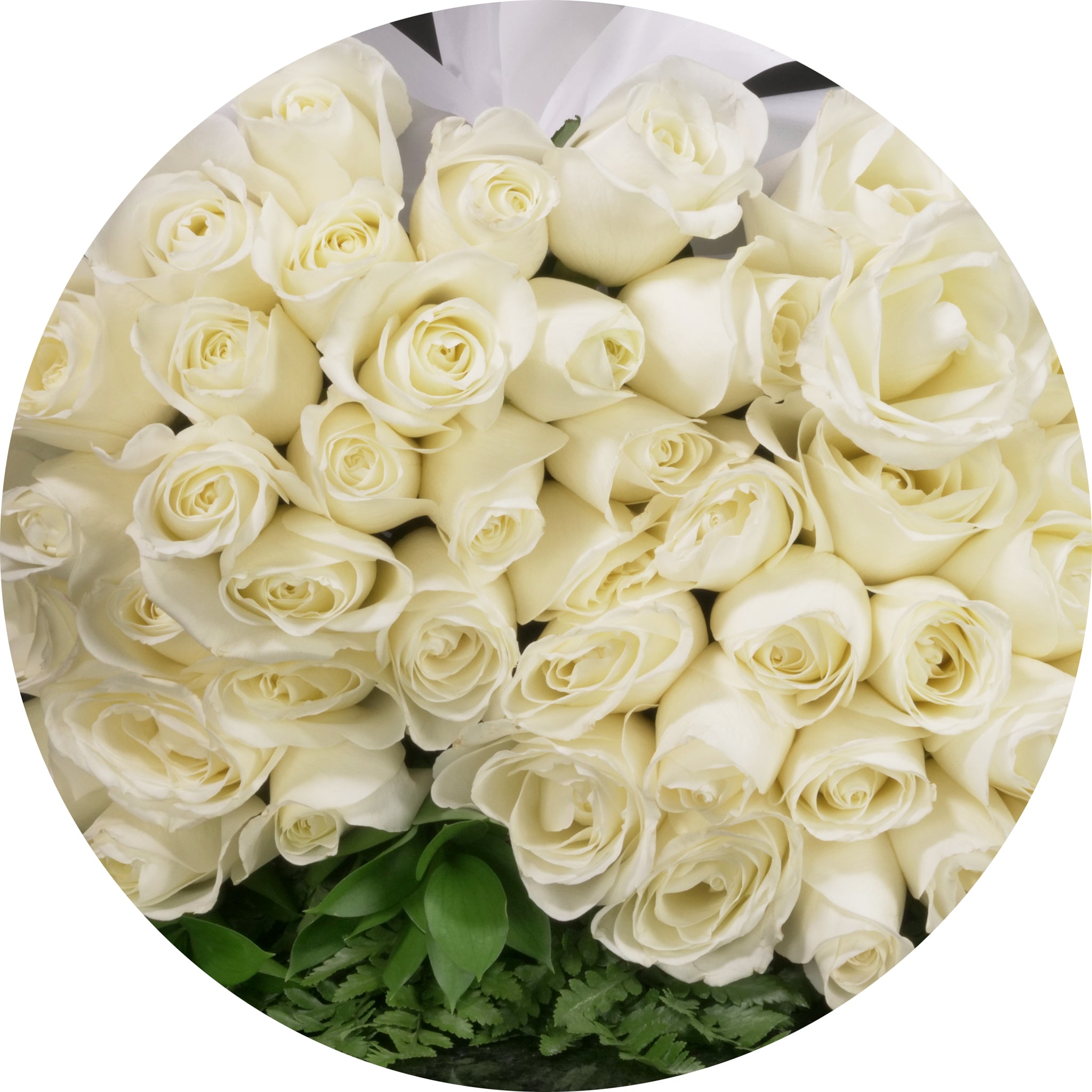 White Roses – Ottawa Flowers Inc.