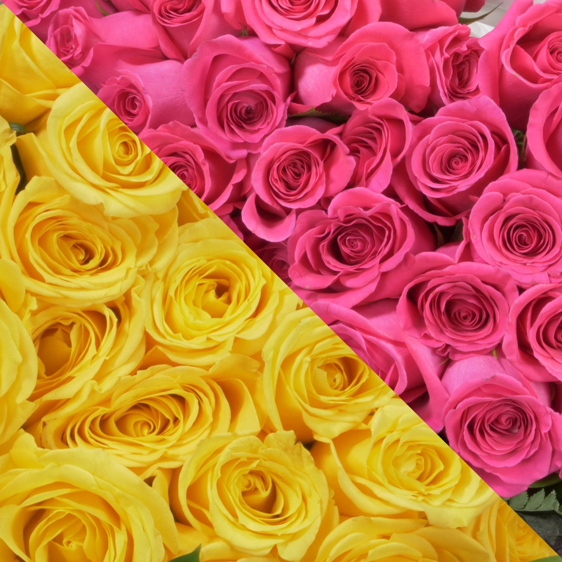 Hot Pink And Yellow Roses
