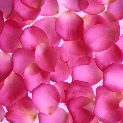 Fresh Hot Pink Rose Petals – Ottawa Flowers Inc.
