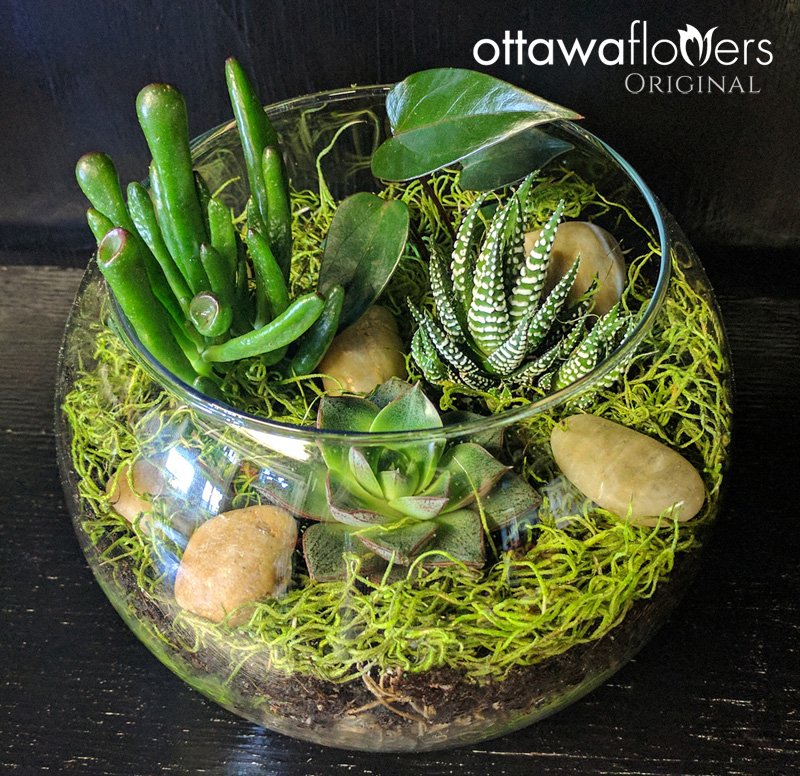 P-Jungle Bowl – Ottawa Flowers Inc.