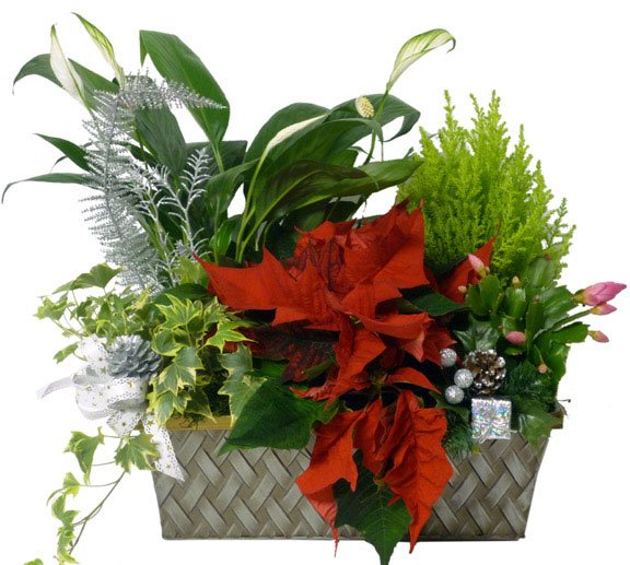 The Candy Cane Plant – Ottawa Flowers Inc.
