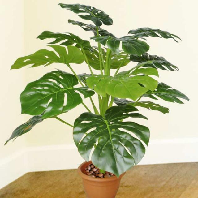 Split-leaf Philodendron – Ottawa Flowers Inc.