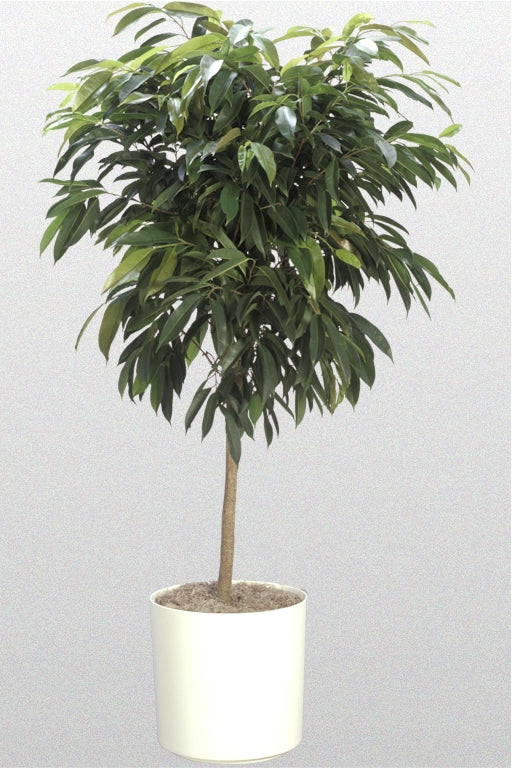 Ficus All – Ottawa Flowers Inc.